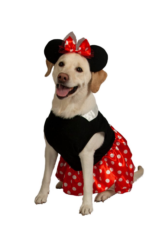 Minnie Mouse Dog – Disfraces Cachivaches